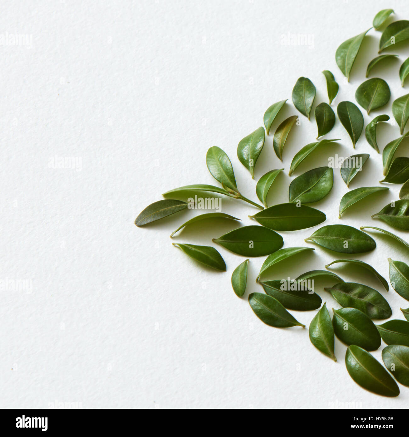 Arrow shape from leaves Stock Photo - Alamy