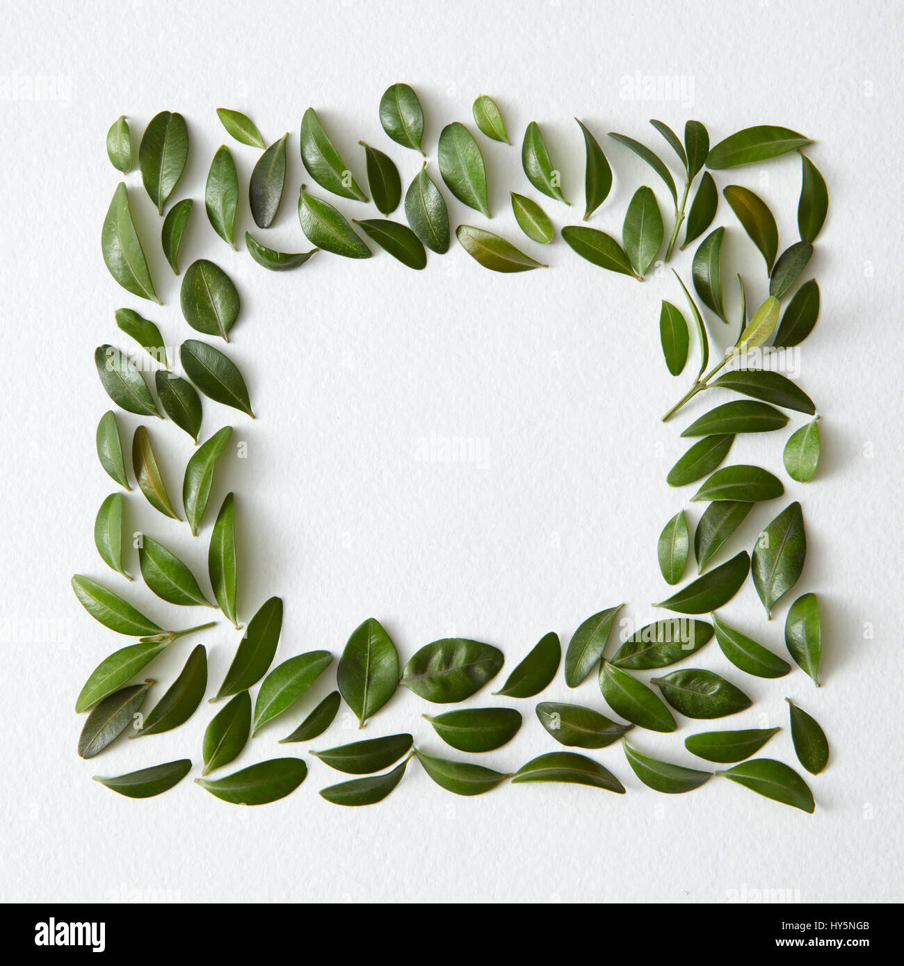 Square shape of green leaves Stock Photo - Alamy