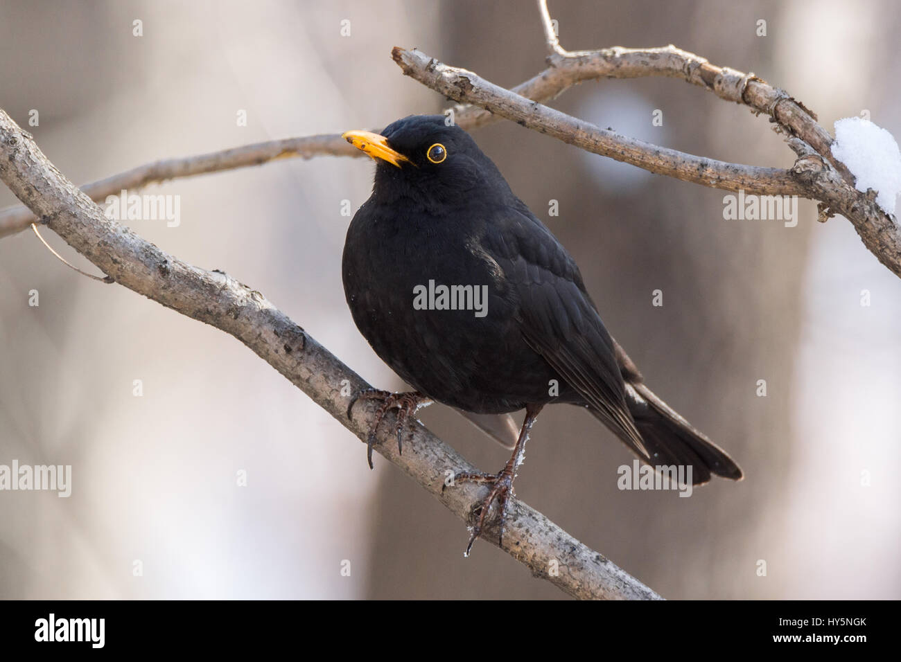 The photo shows a blackbird on a tree Stock Photo - Alamy
