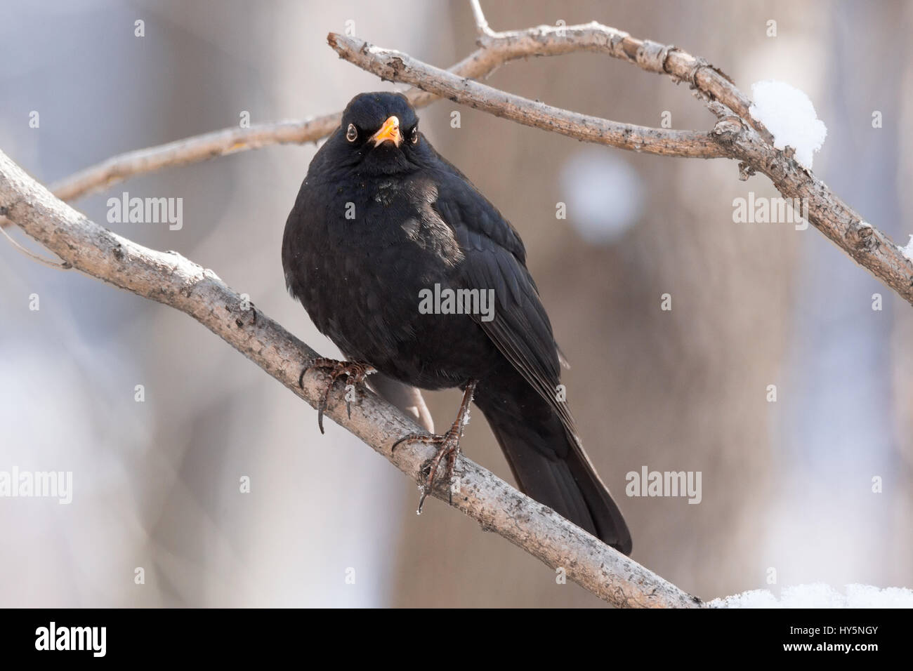 The photo shows a blackbird on a tree Stock Photo - Alamy