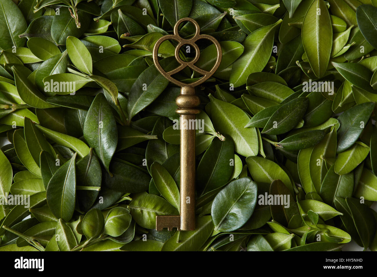 Green leaves key hi-res stock photography and images - Alamy