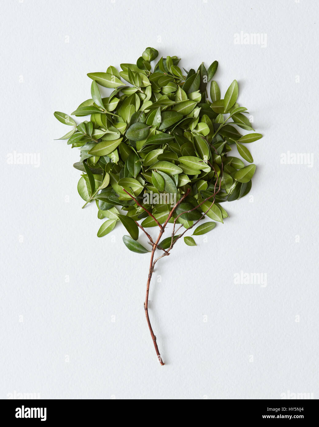 Tree made of branch with leaves Stock Photo - Alamy