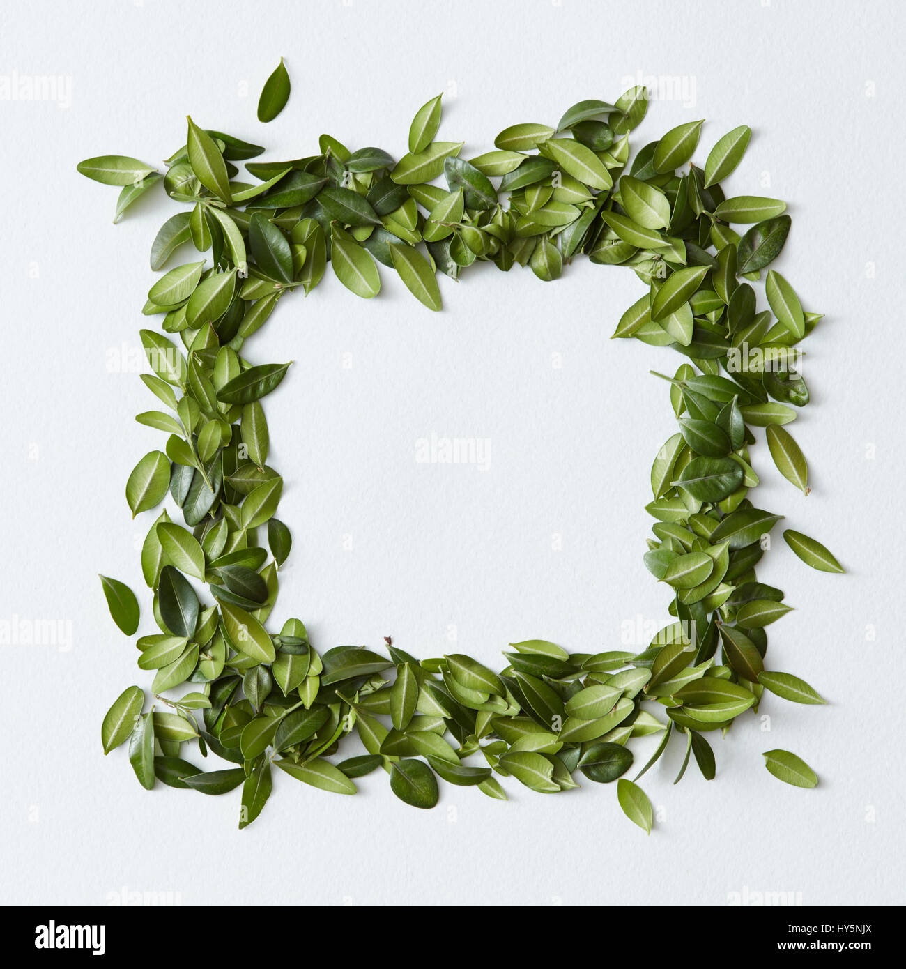 Leaves in square shape Stock Photo - Alamy