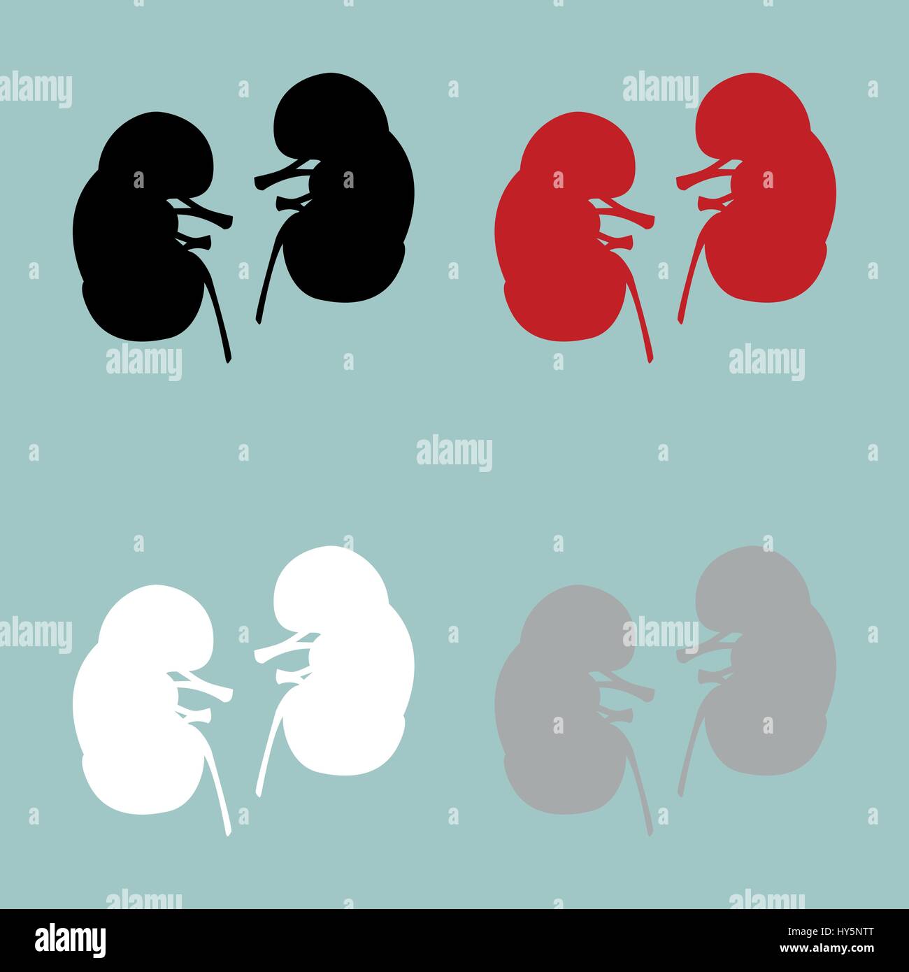 Nephrology Stock Vector Images - Alamy