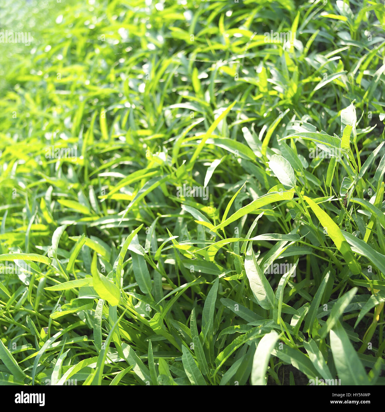 Large slanted leaf hi-res stock photography and images - Alamy