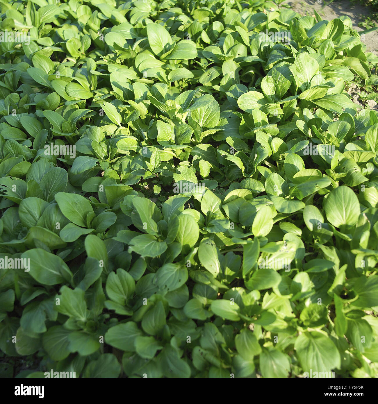 Large slanted leaf hi-res stock photography and images - Alamy