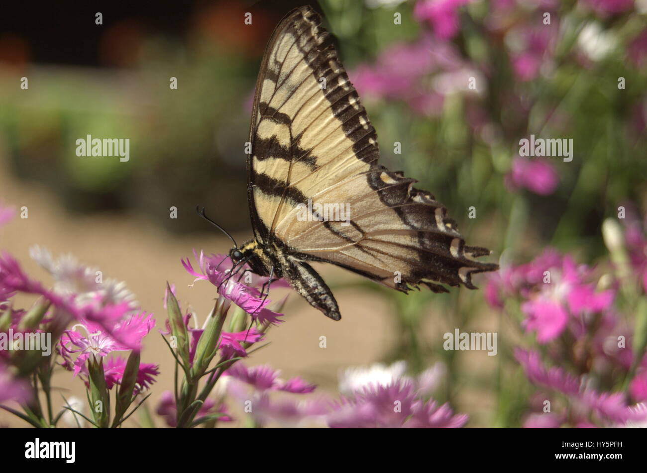 butterfly on flower Stock Photo - Alamy