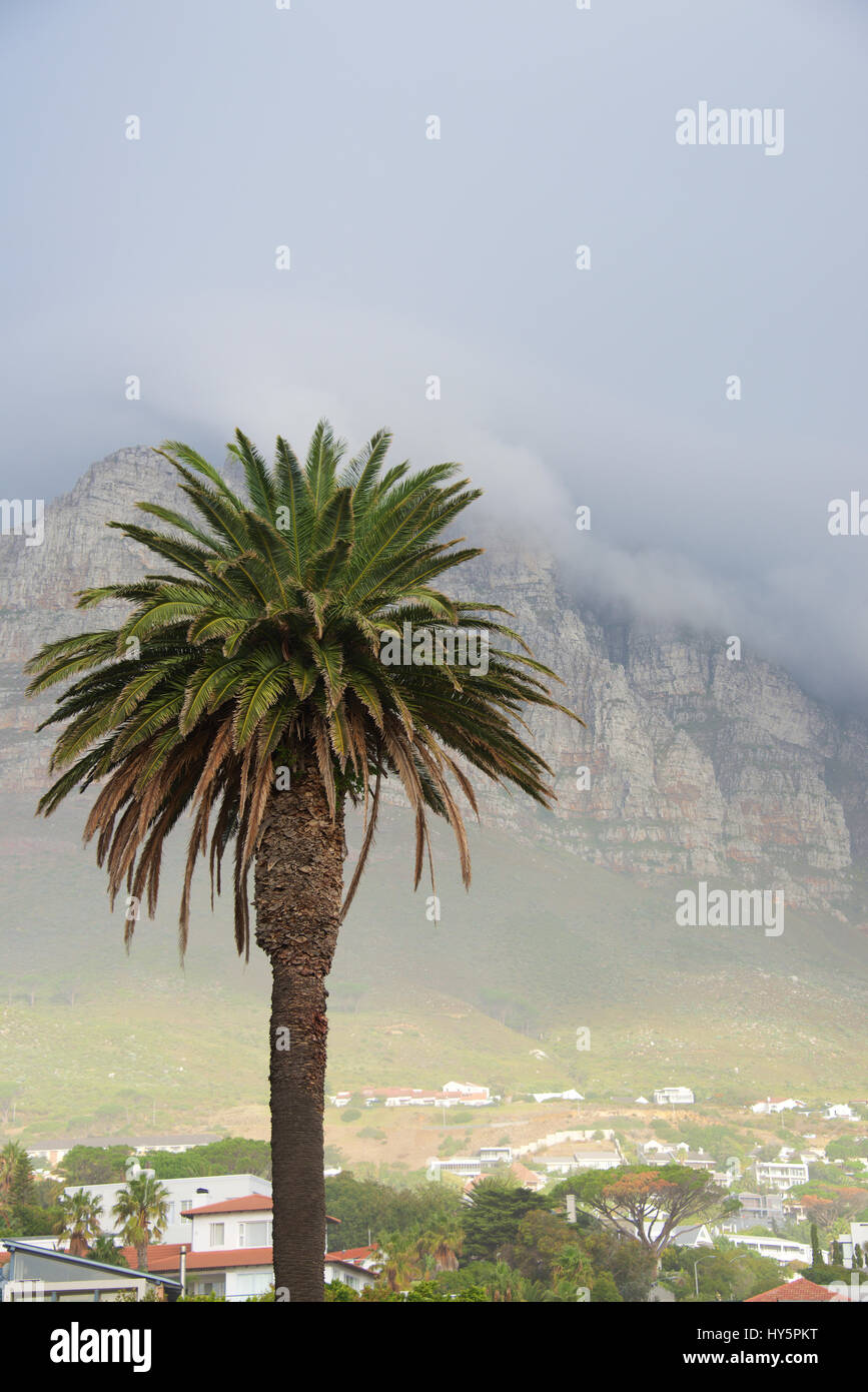 Table mountain and a palm tree in the early morning hi-res stock ...