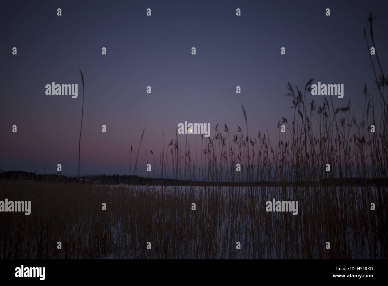 4 Season winter,beautiful winter scene,bed of reeds,blue,blue hour,blue ...