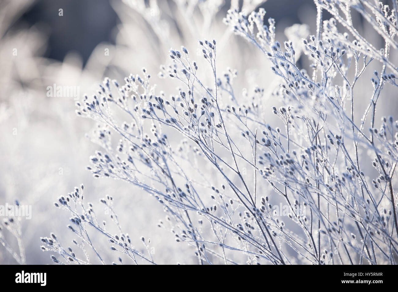 4 Season winter,artistic,beautiful,cold,cold temperature,covered ...