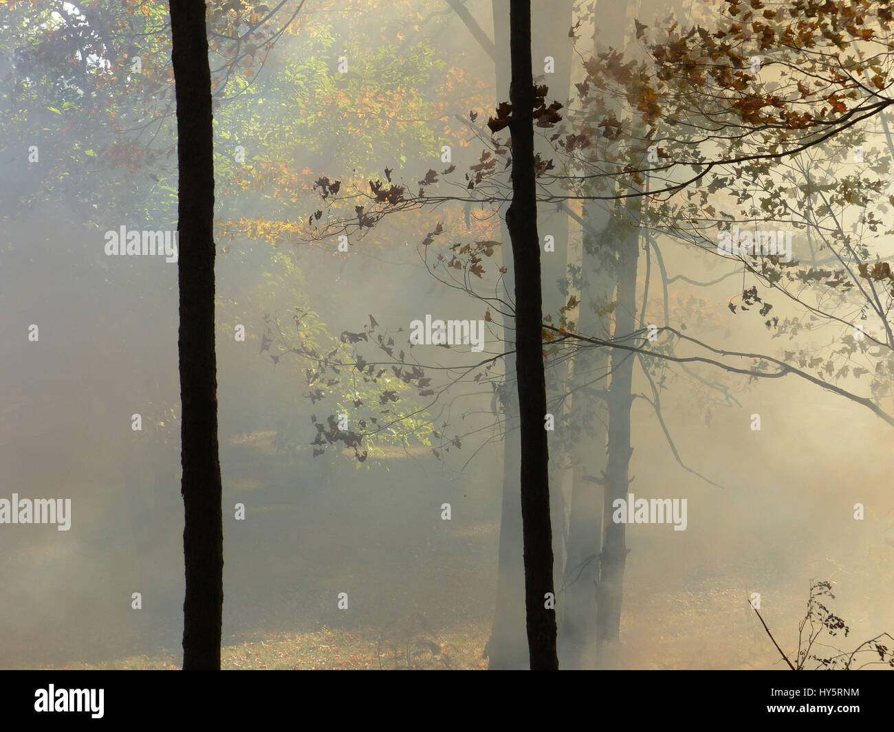 burning trees,DEP,destruction of habitat,disaster,environmental damage ...