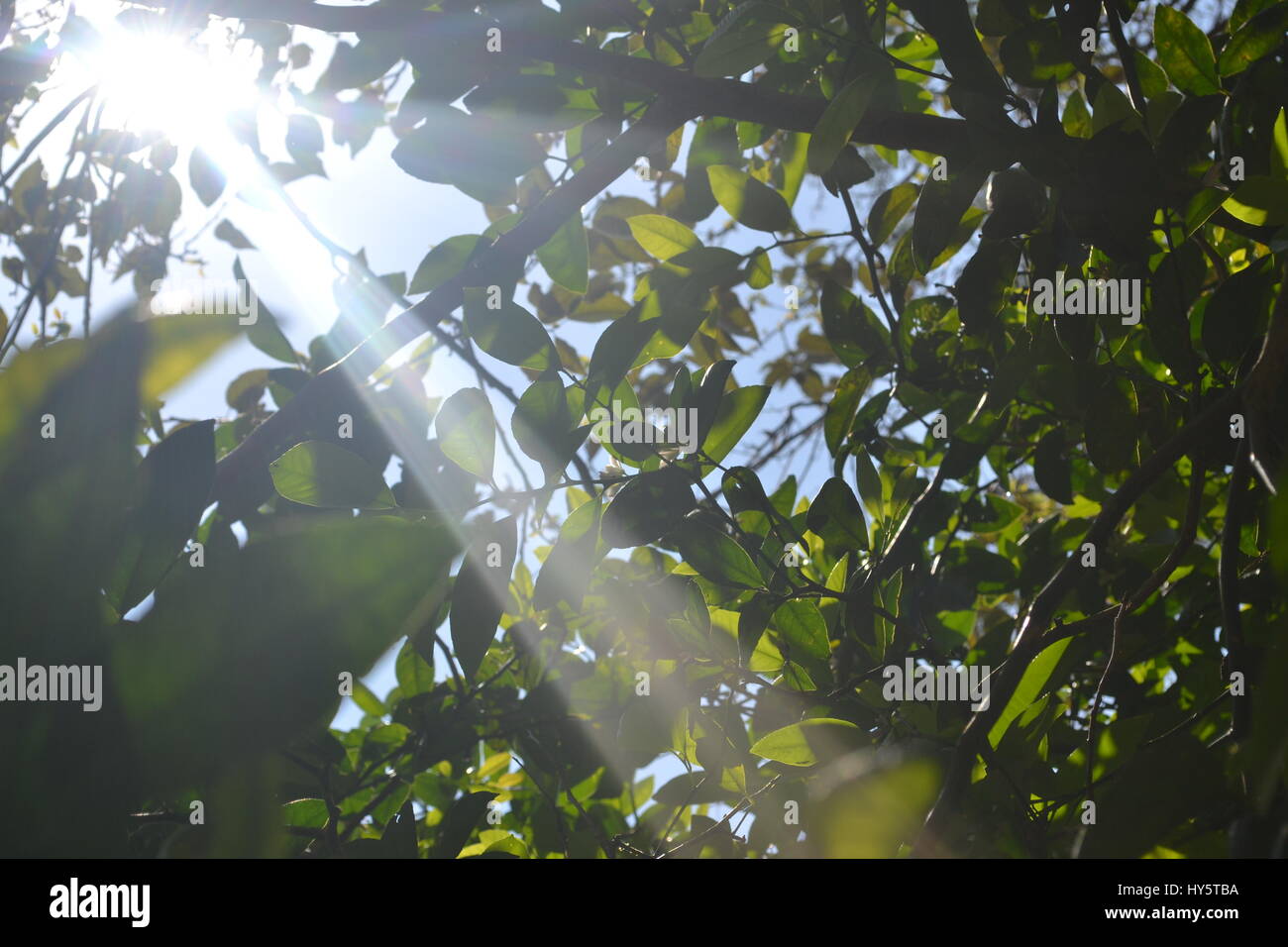 Sunlight captured at 12 noon Stock Photo - Alamy
