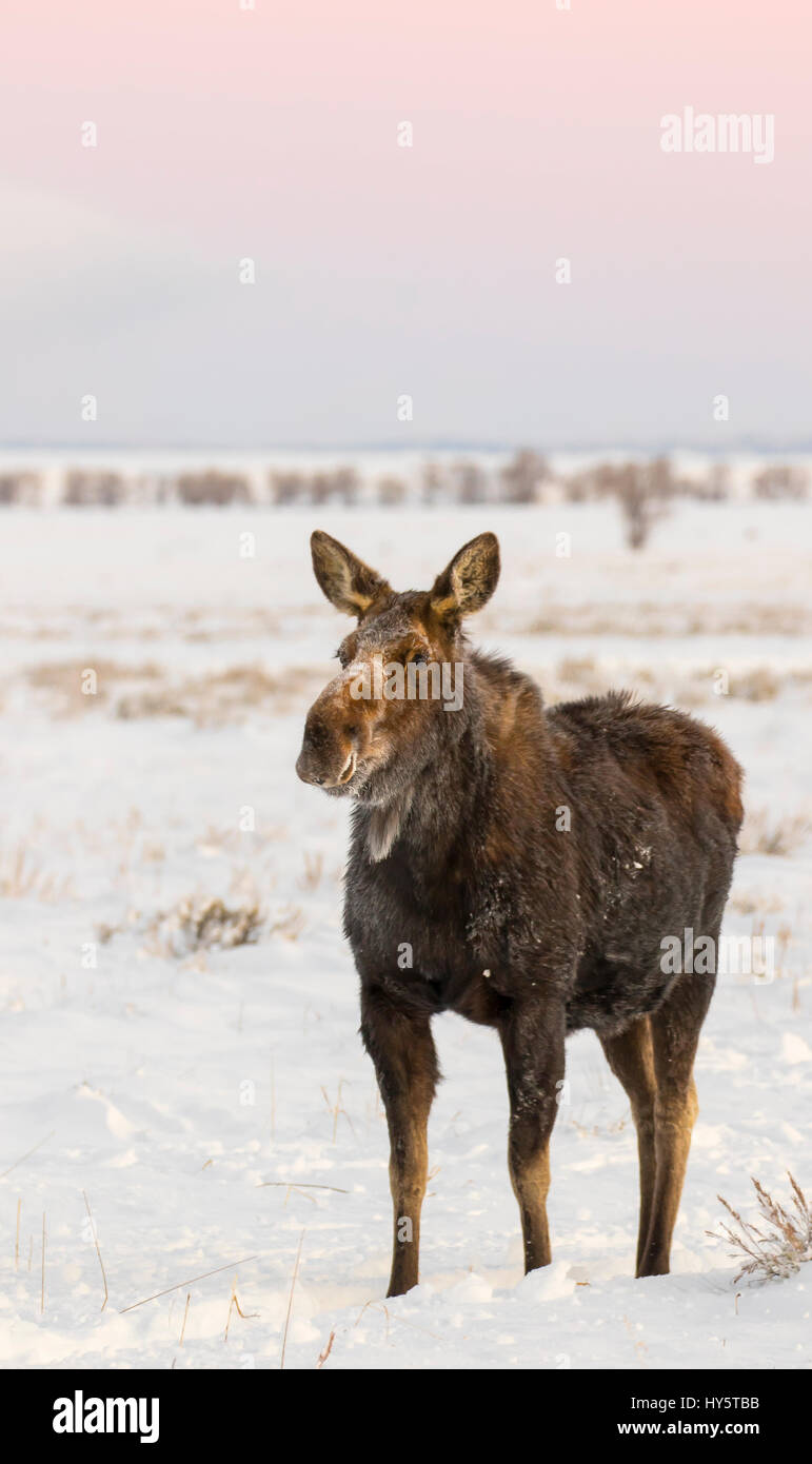 Cow moose standing in deep snow in early morning light Stock Photo - Alamy