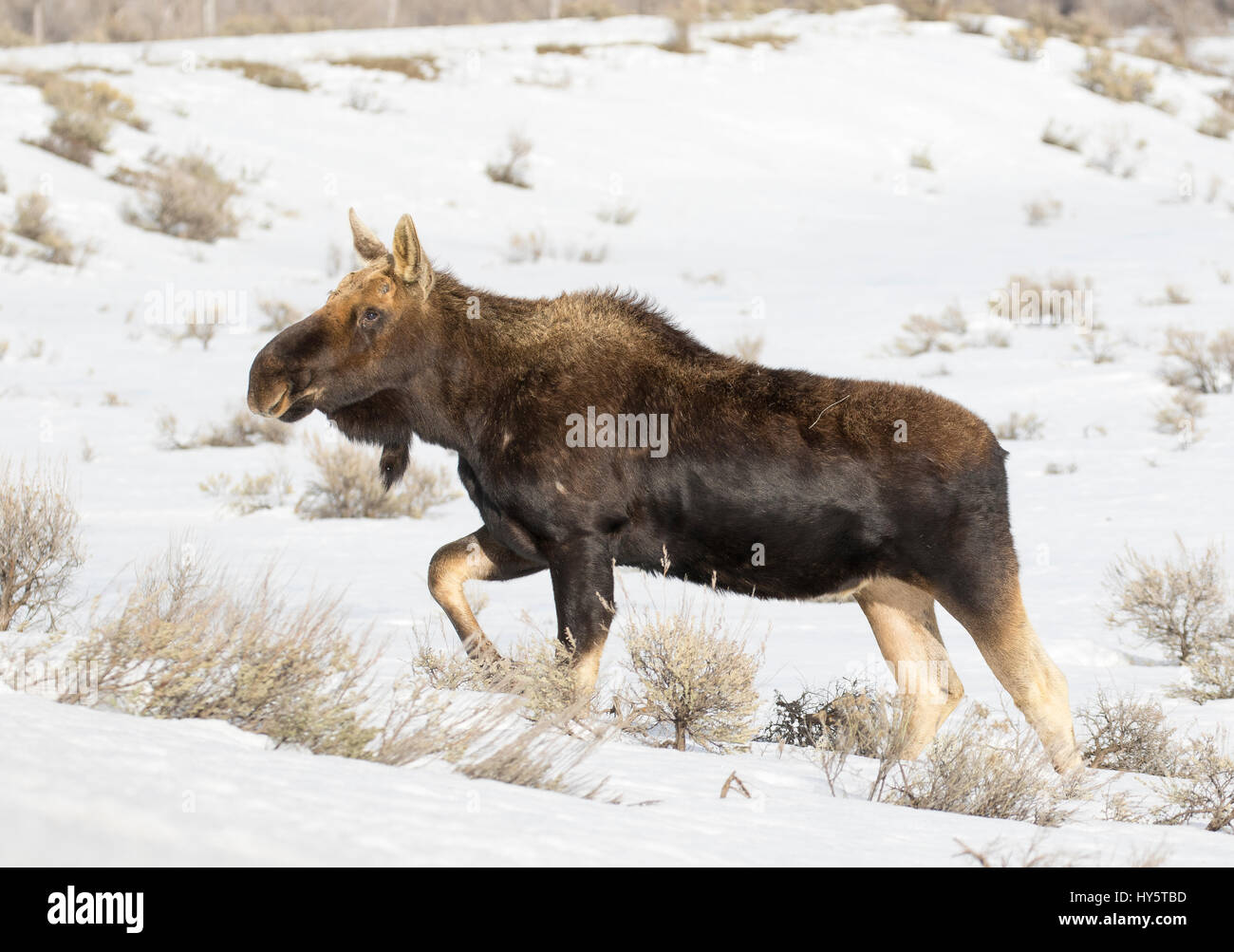 Moose In Deep Snow