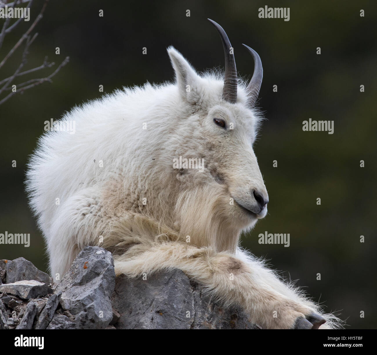 Thinking pose hi-res stock photography and images - Alamy