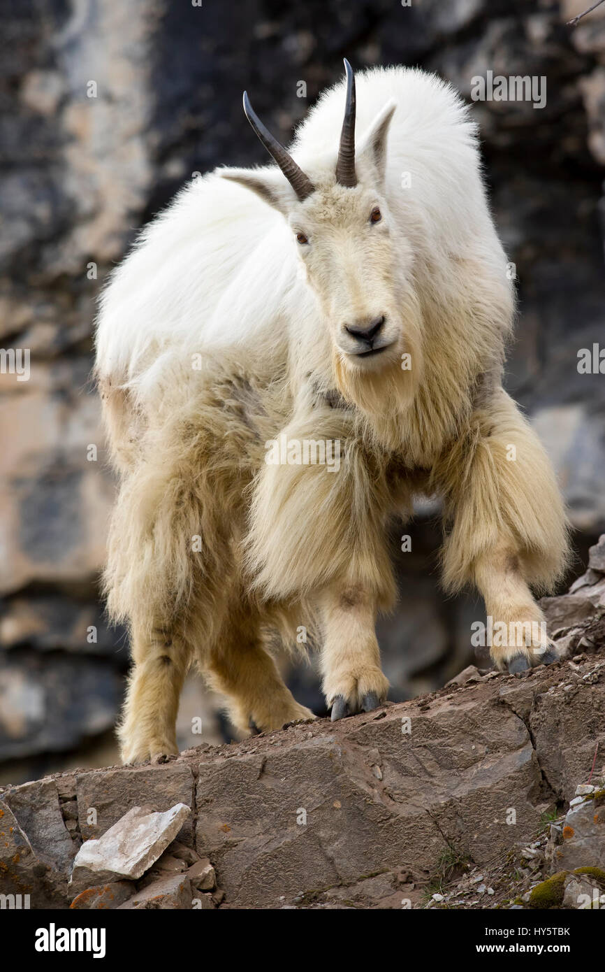Mountain goat on rock standing with rock background Stock Photo - Alamy