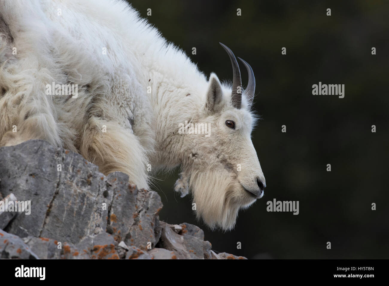 Mountain goat on rock standing with green tree background Stock Photo ...