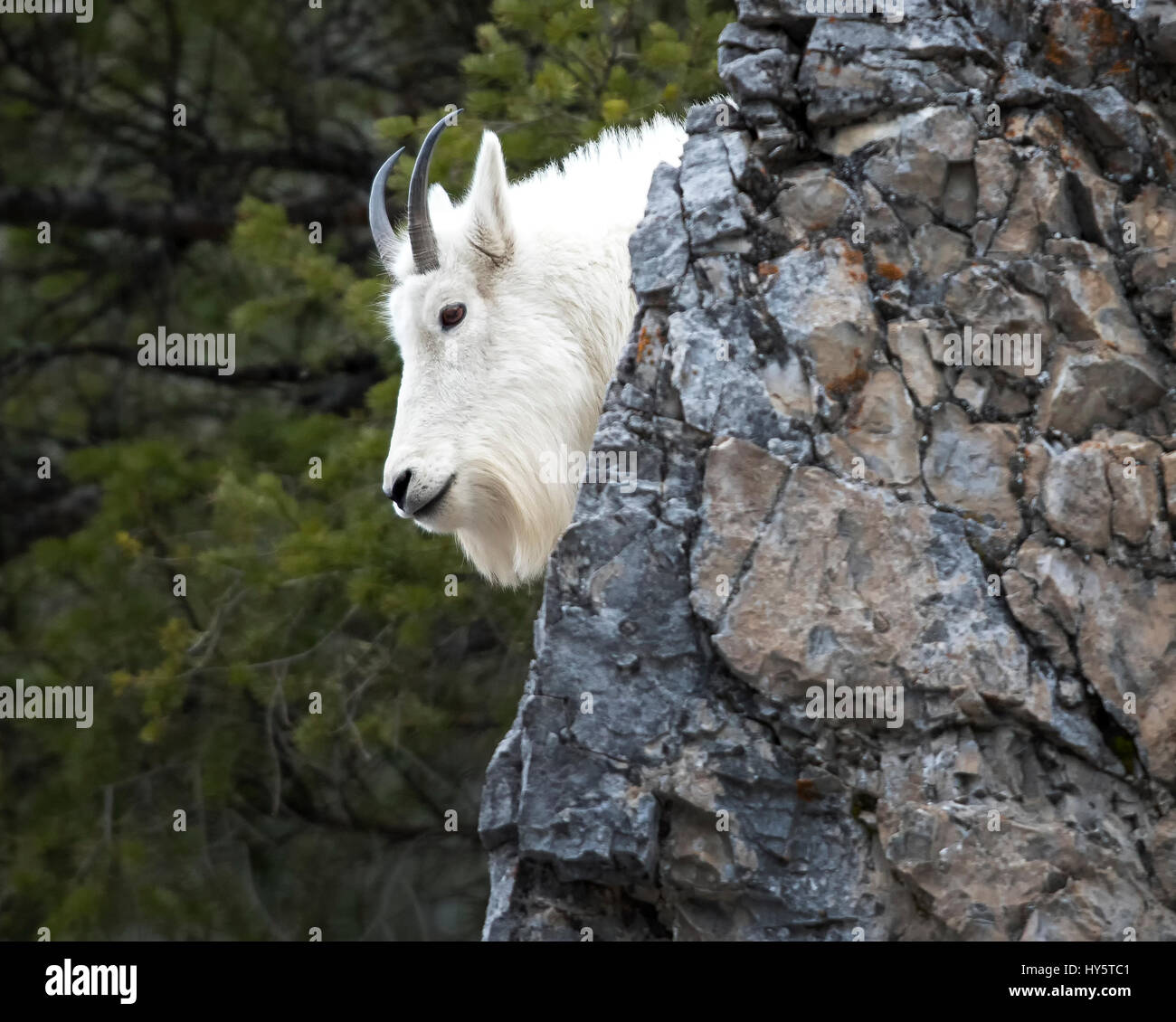 Mountain goat peek-a-boo behind rock with green background Stock Photo ...