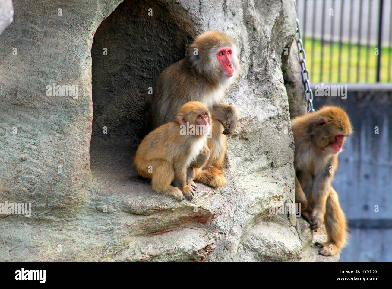 Japan zoo monkeys hi-res stock photography and images - Alamy