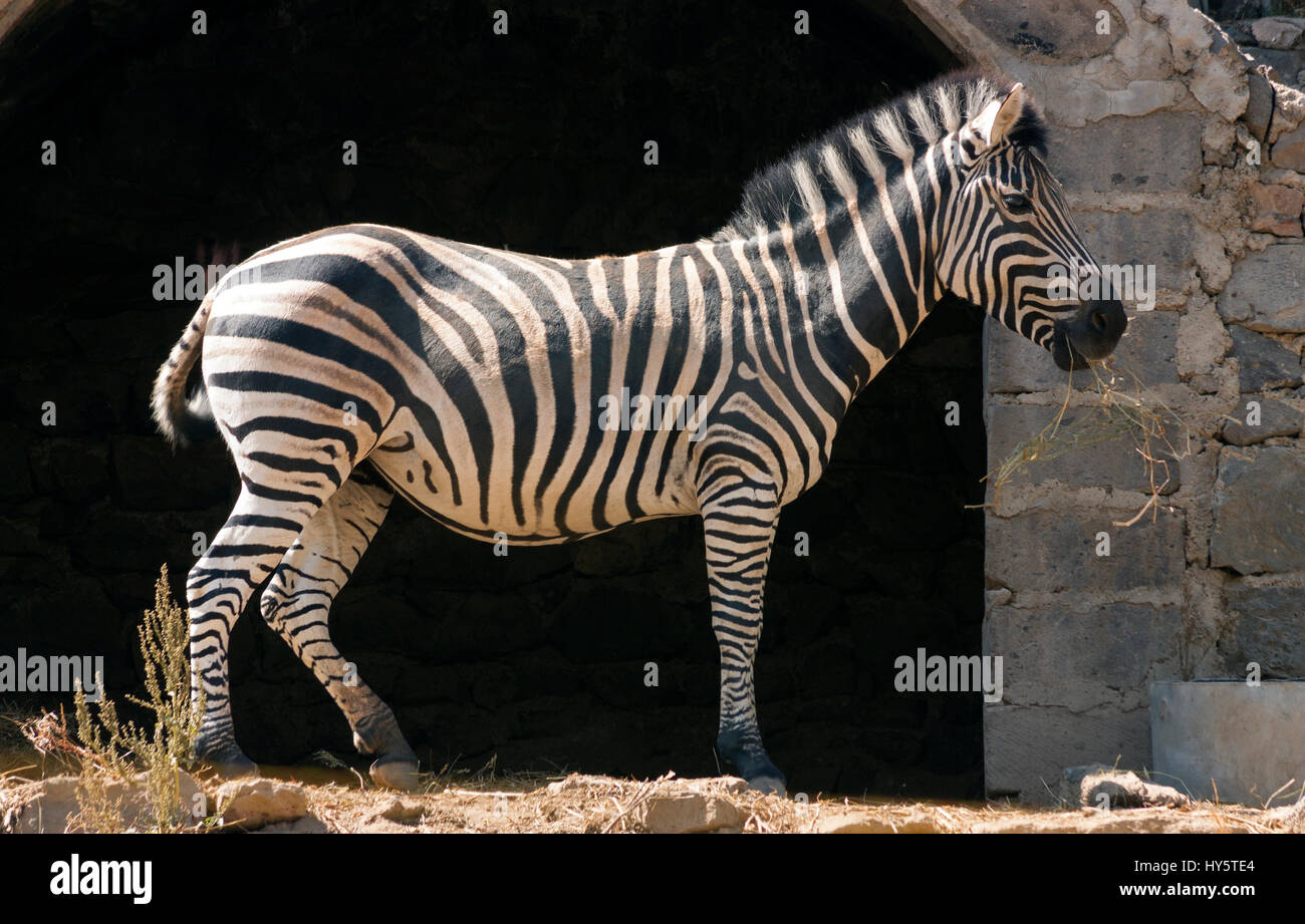 Zebra in zoo,Yerevan,Armenia Stock Photo - Alamy