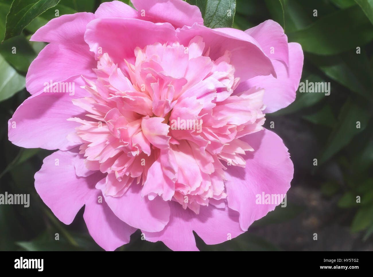 The beautiful pink large peony blossoming in a garden, is photographed ...