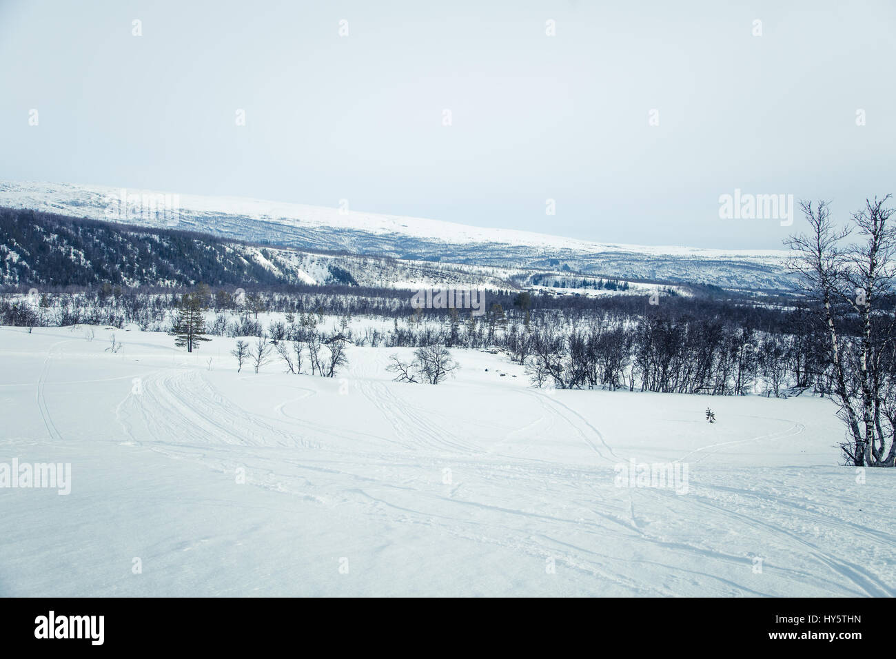A beautiful forest landscape of a snowy Norwegian winter day Stock ...