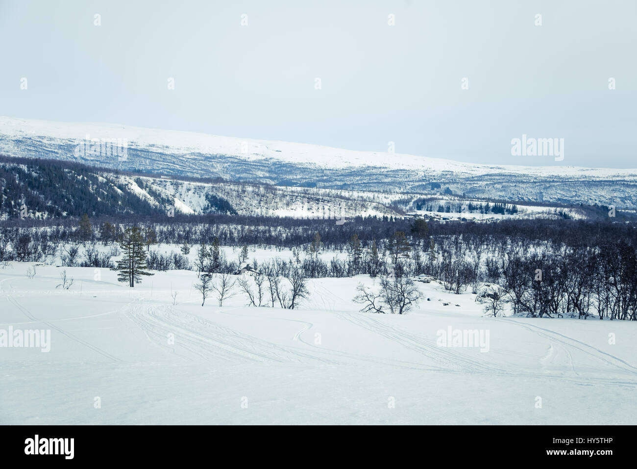 A beautiful forest landscape of a snowy Norwegian winter day Stock ...