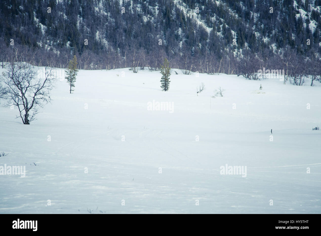 A beautiful forest landscape of a snowy Norwegian winter day Stock ...