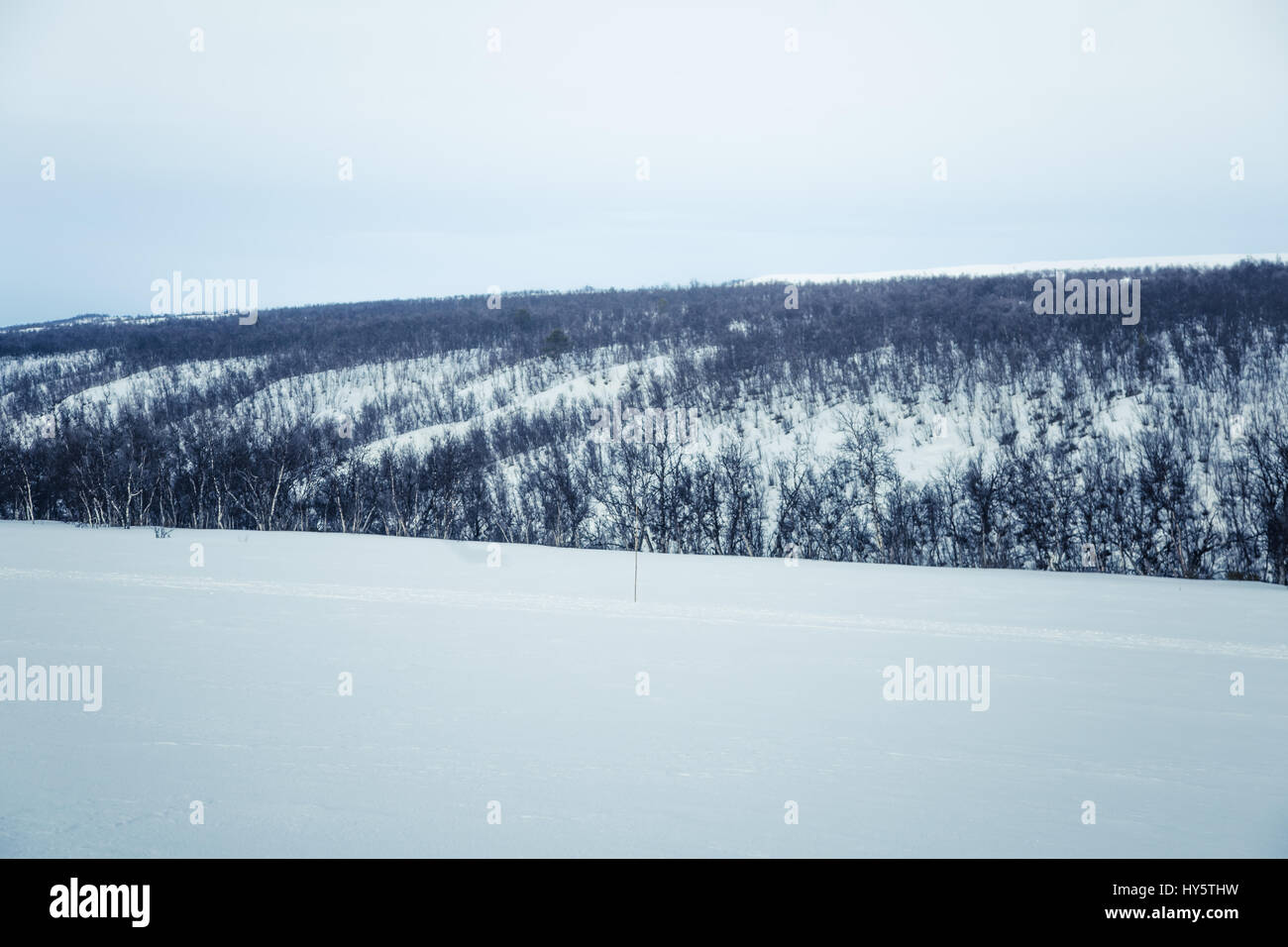 A beautiful forest landscape of a snowy Norwegian winter day Stock ...