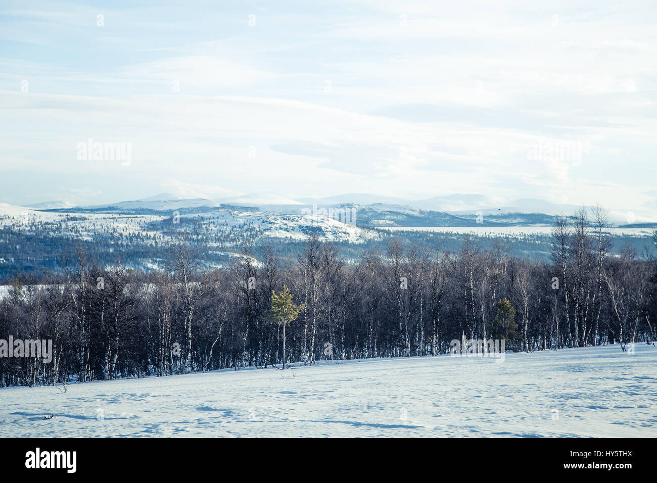 A beautiful forest landscape of a snowy Norwegian winter day Stock ...