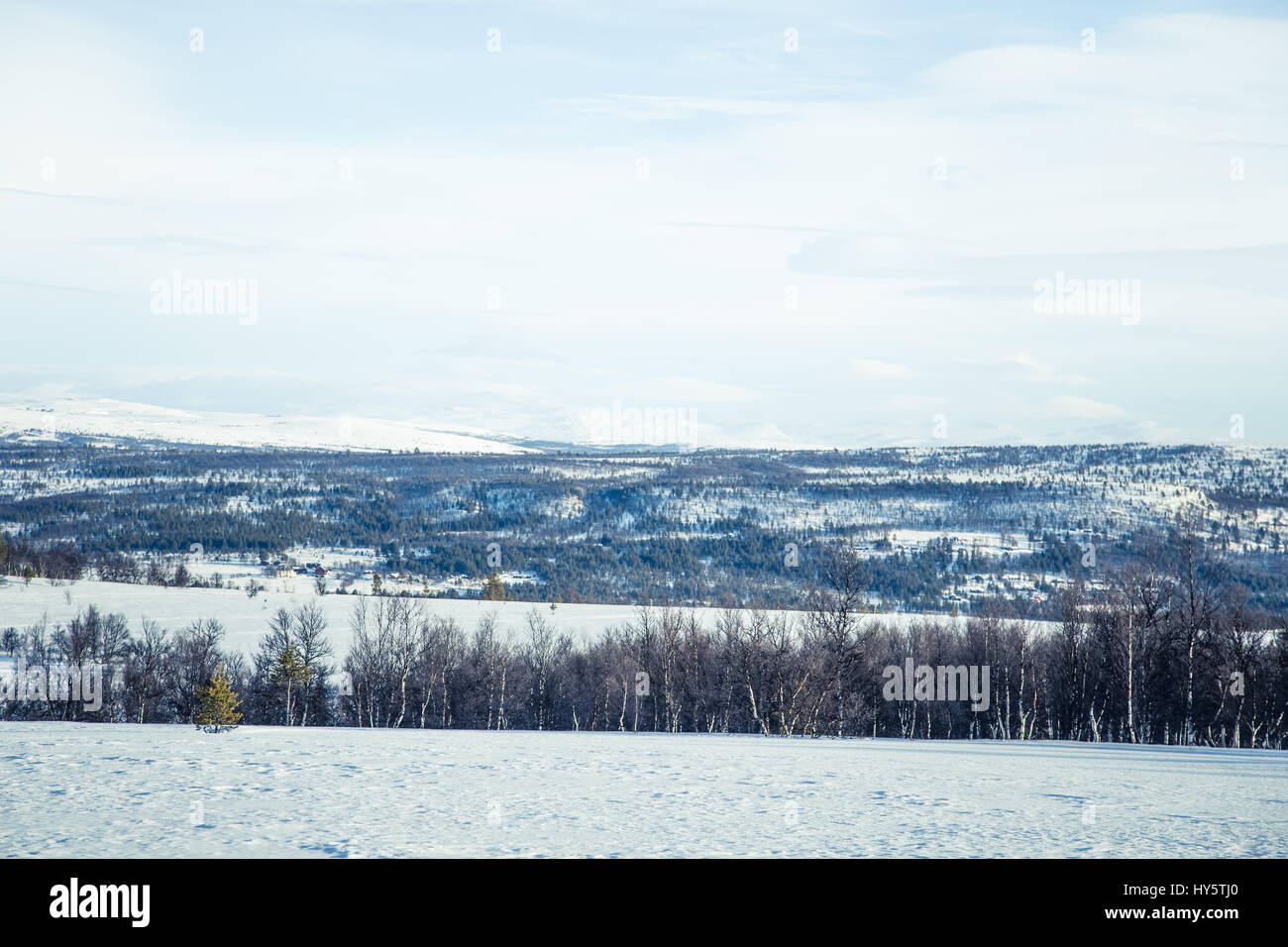 A beautiful forest landscape of a snowy Norwegian winter day Stock ...