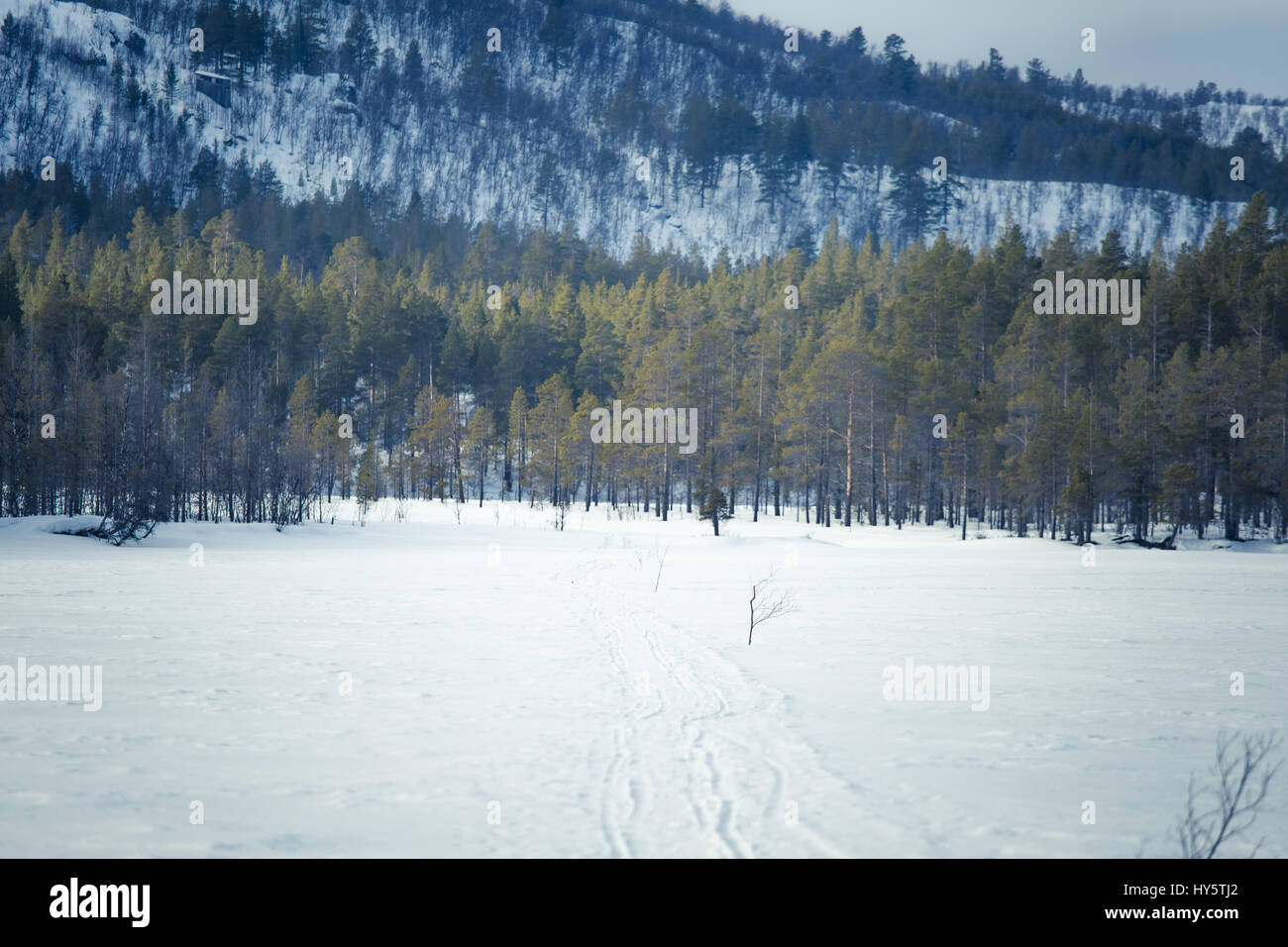A beautiful forest landscape of a snowy Norwegian winter day Stock ...