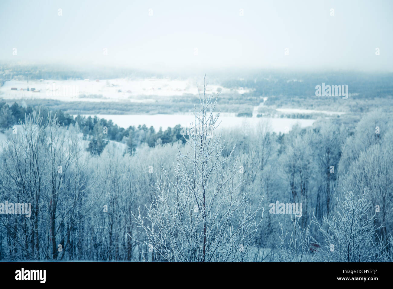 A beautiful forest landscape of a snowy Norwegian winter day Stock ...