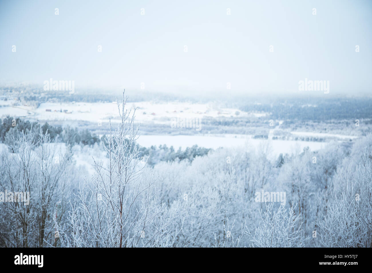 A beautiful forest landscape of a snowy Norwegian winter day Stock ...