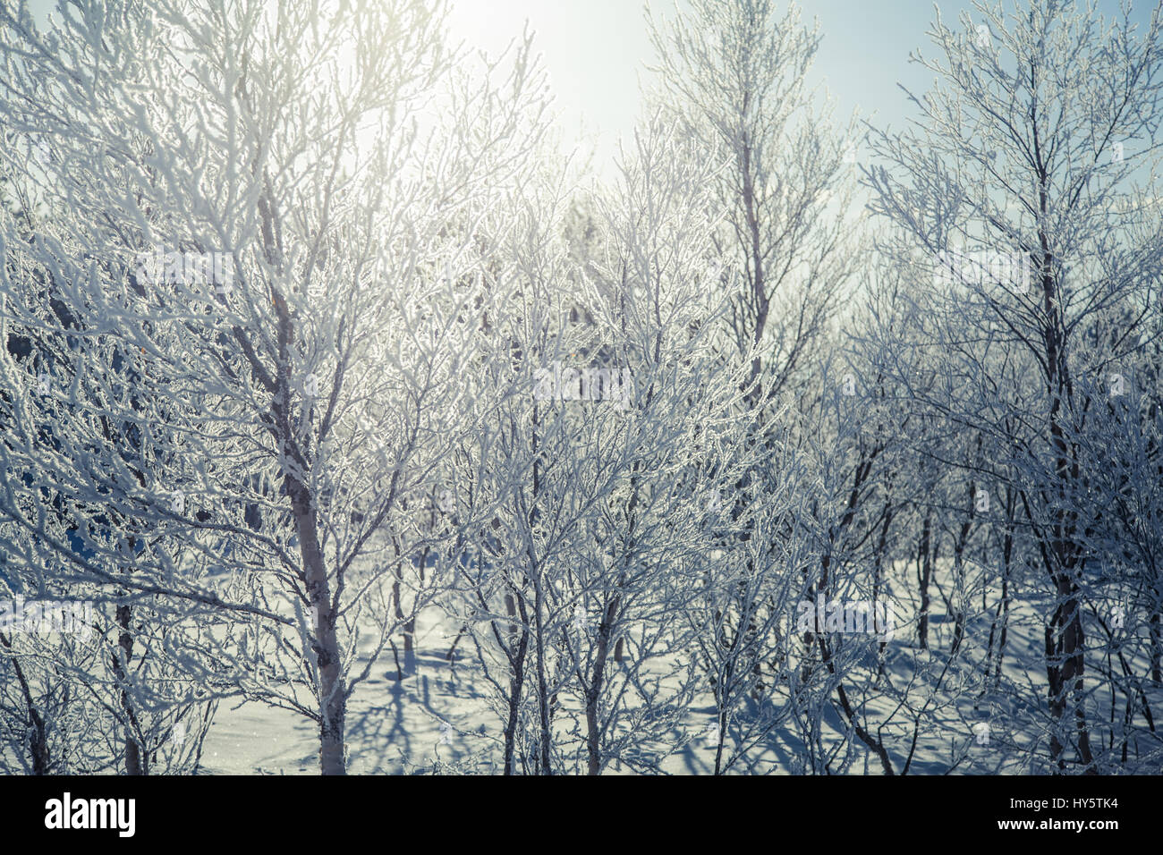 A beautiful forest landscape of a snowy Norwegian winter day Stock ...