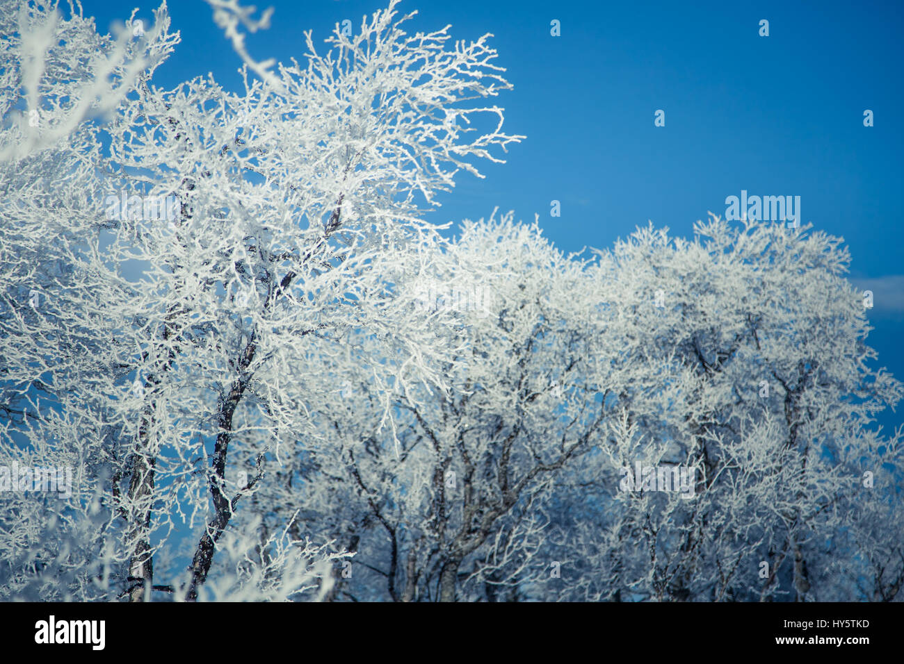 A beautiful forest landscape of a snowy Norwegian winter day Stock ...