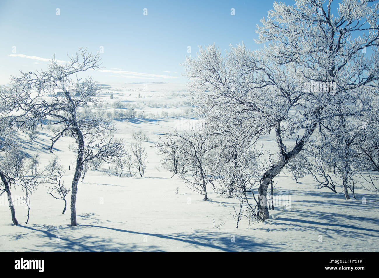 A beautiful forest landscape of a snowy Norwegian winter day Stock ...