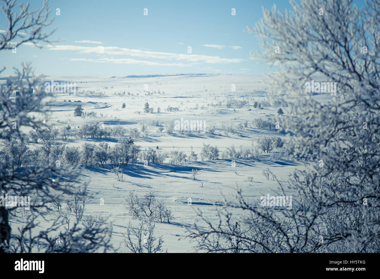 A beautiful forest landscape of a snowy Norwegian winter day Stock ...