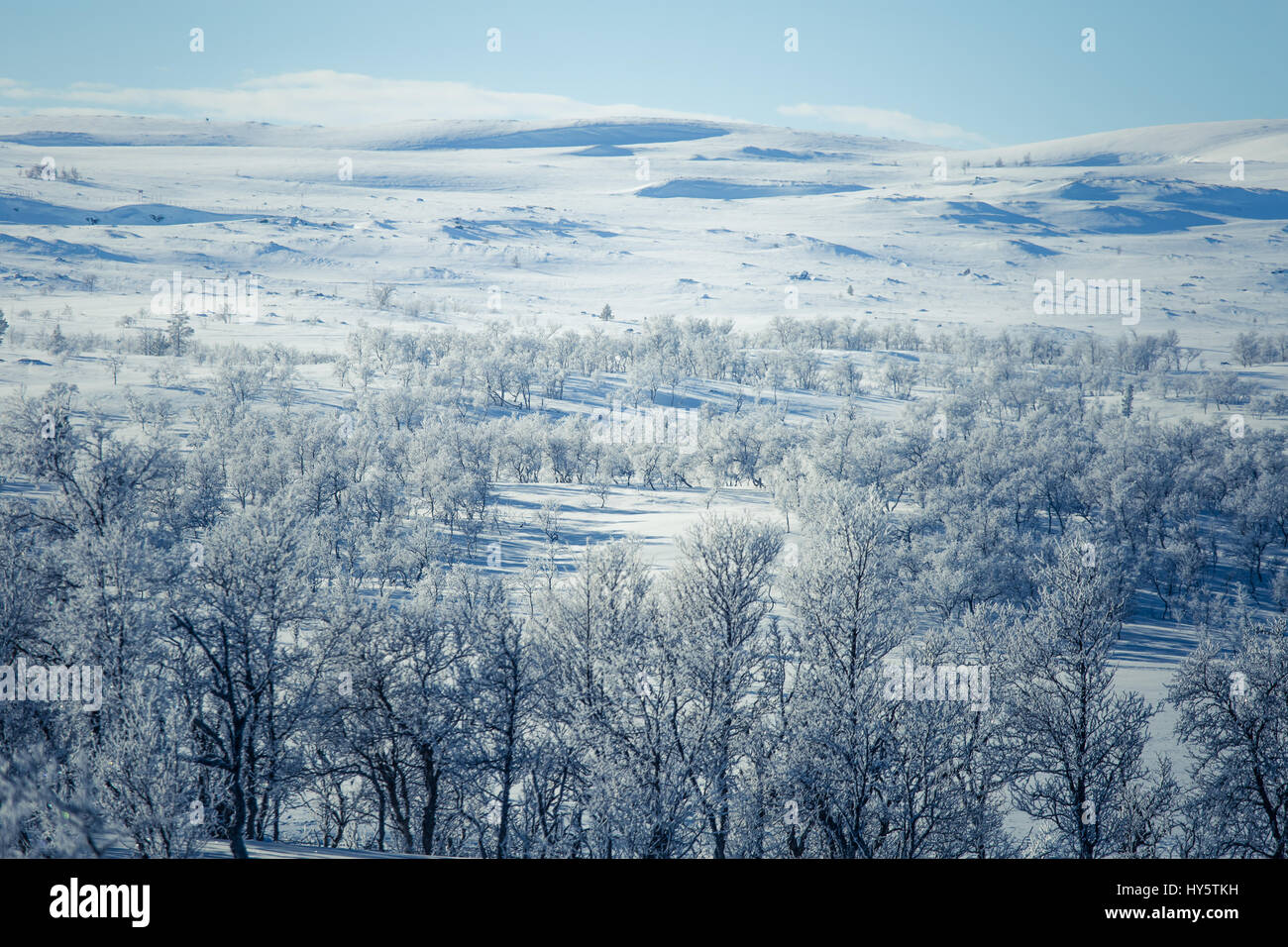 A beautiful forest landscape of a snowy Norwegian winter day Stock ...