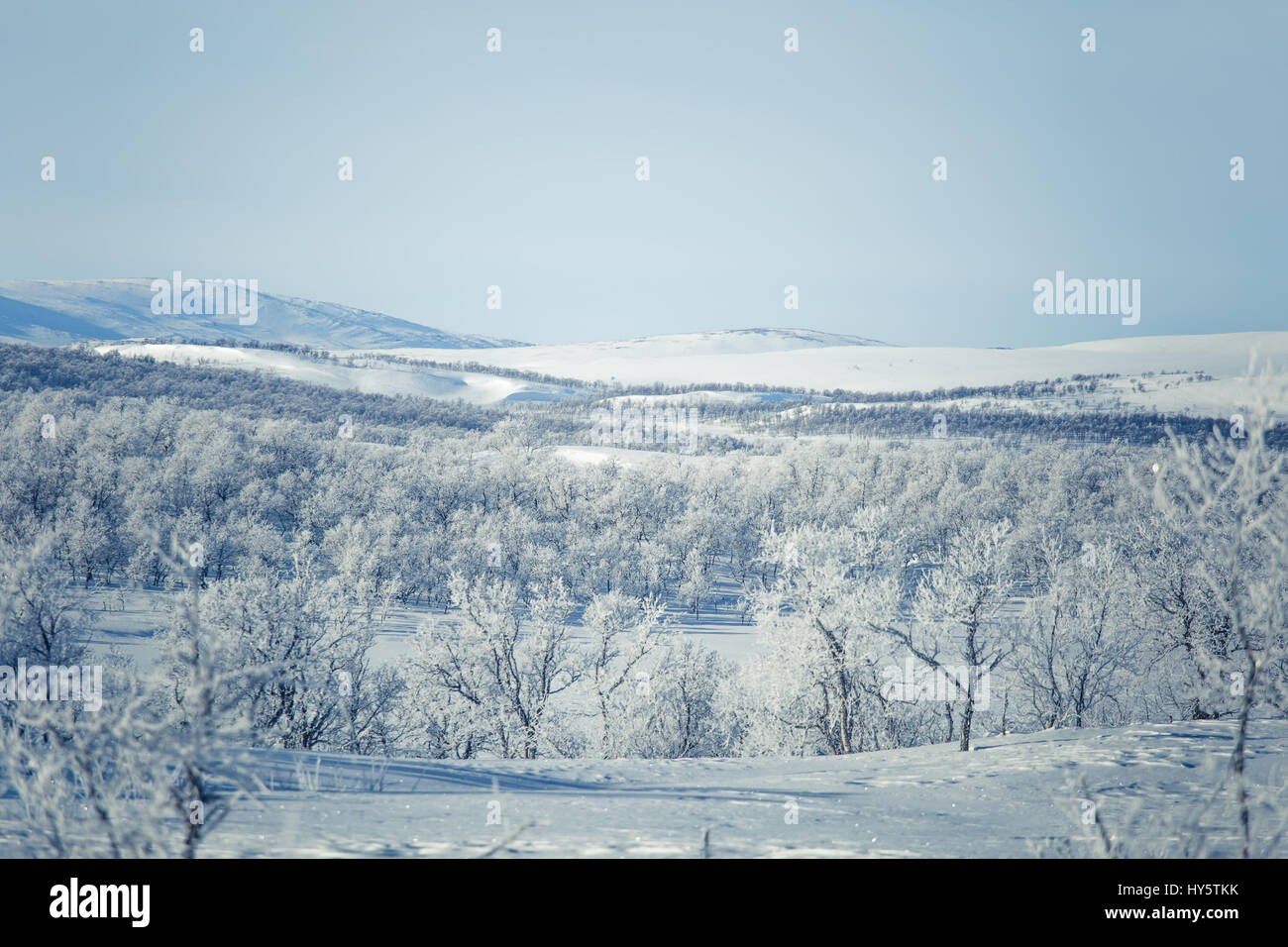 A beautiful forest landscape of a snowy Norwegian winter day Stock ...