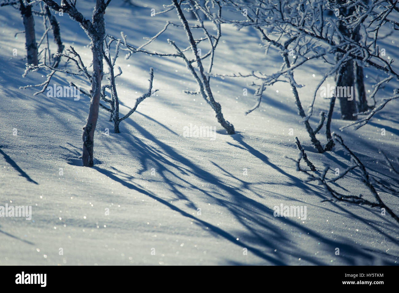 A beautiful forest landscape of a snowy Norwegian winter day Stock ...