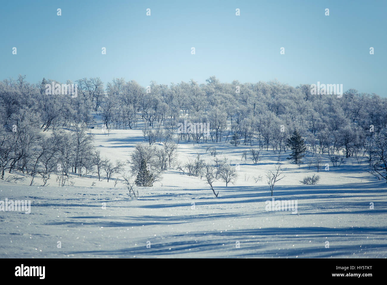 A beautiful forest landscape of a snowy Norwegian winter day Stock ...