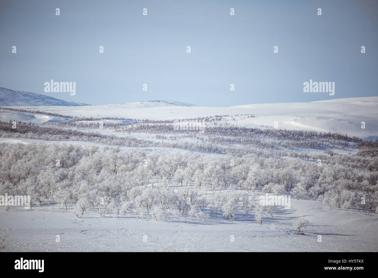 A beautiful forest landscape of a snowy Norwegian winter day Stock ...