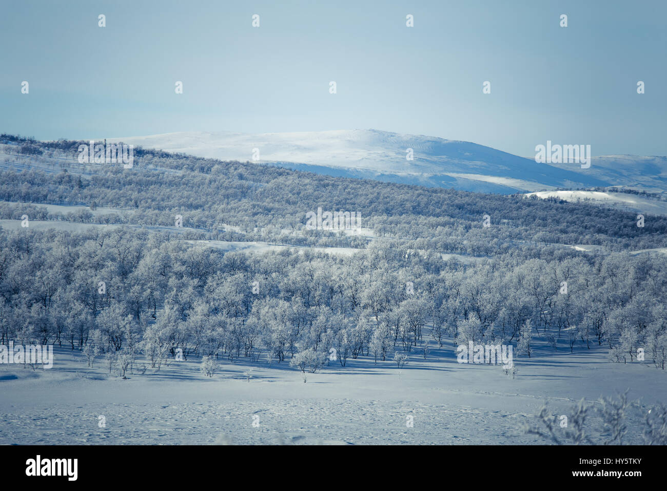 A beautiful forest landscape of a snowy Norwegian winter day Stock ...
