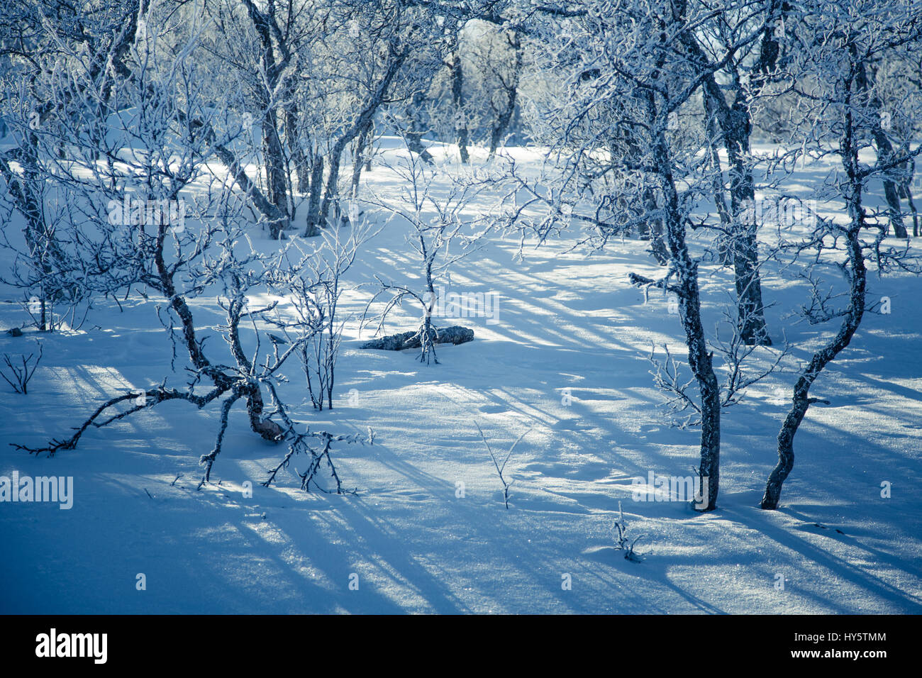 A beautiful forest landscape of a snowy Norwegian winter day Stock ...