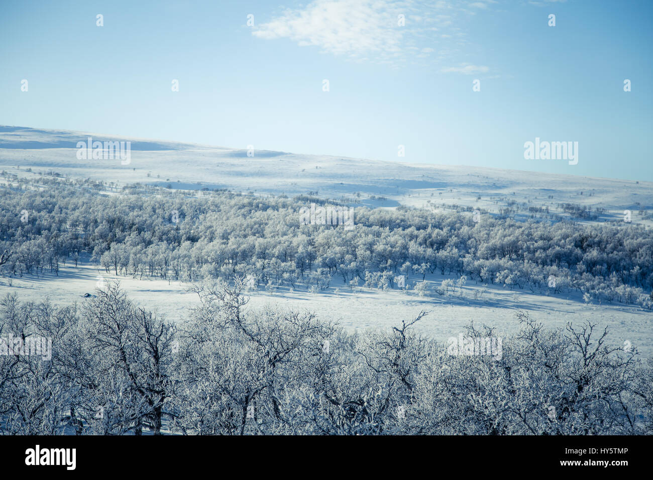 A beautiful forest landscape of a snowy Norwegian winter day Stock ...