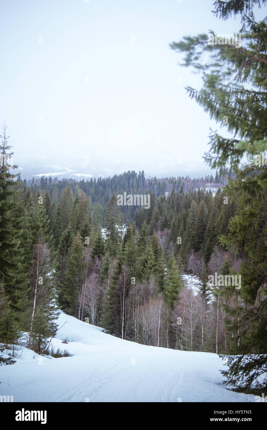 A beautiful forest landscape of a snowy Norwegian winter day Stock ...
