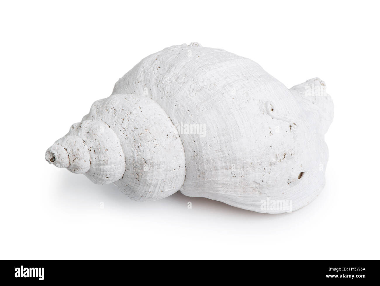 Marine sea shell in a studio over white background Stock Photo - Alamy