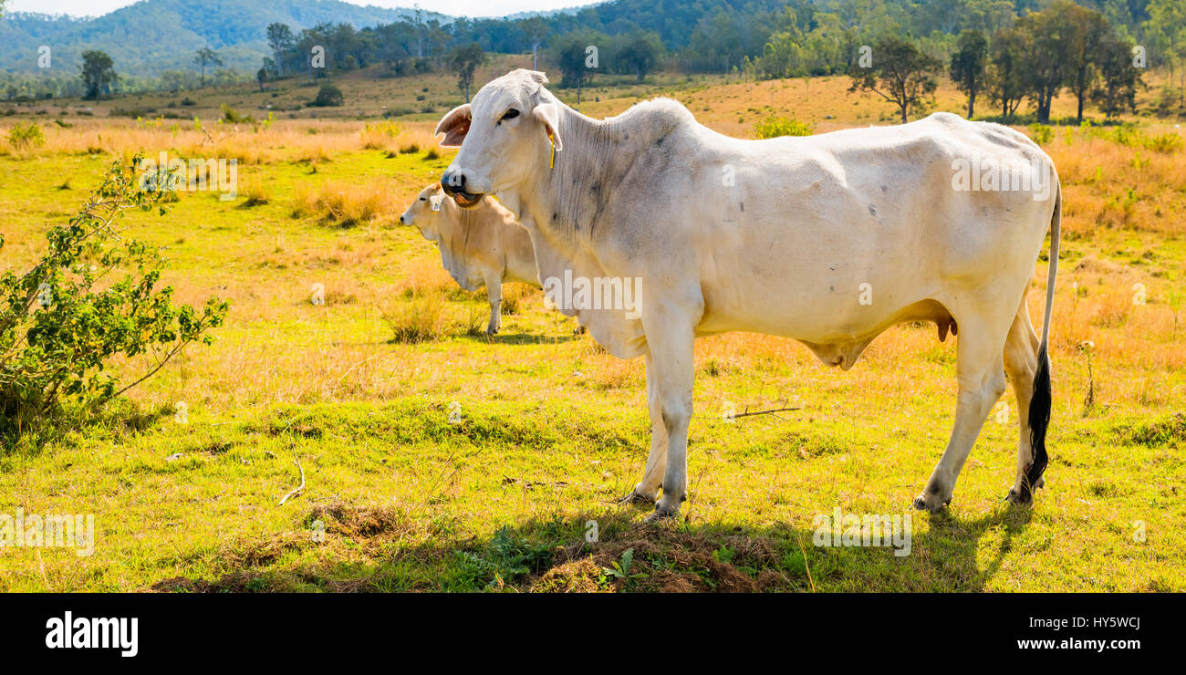 Brahman cattle hi-res stock photography and images - Alamy