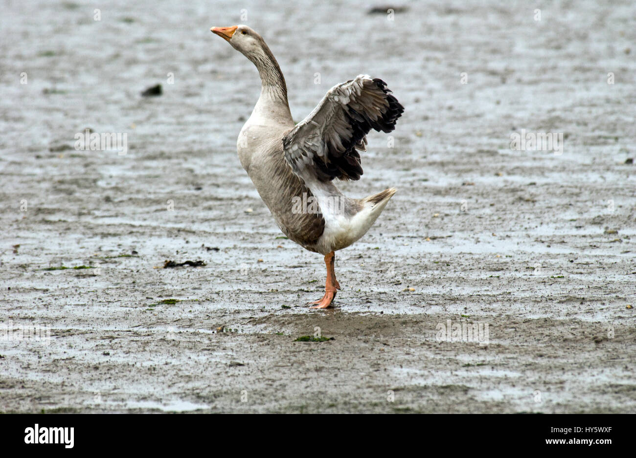 Goose Dance High Resolution Stock Photography and Images - Alamy